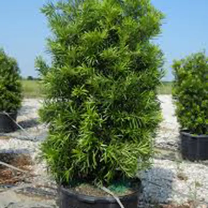 Podocarpus - 'Japanese Yew' - Dallas Stone Yard and Landscape Supply ...